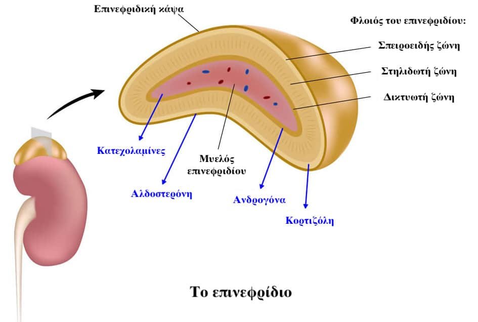 Επινεφρίδια - Ορμόνες, Συμπτώματα & Παθήσεις | Δρ. Αποστόλου